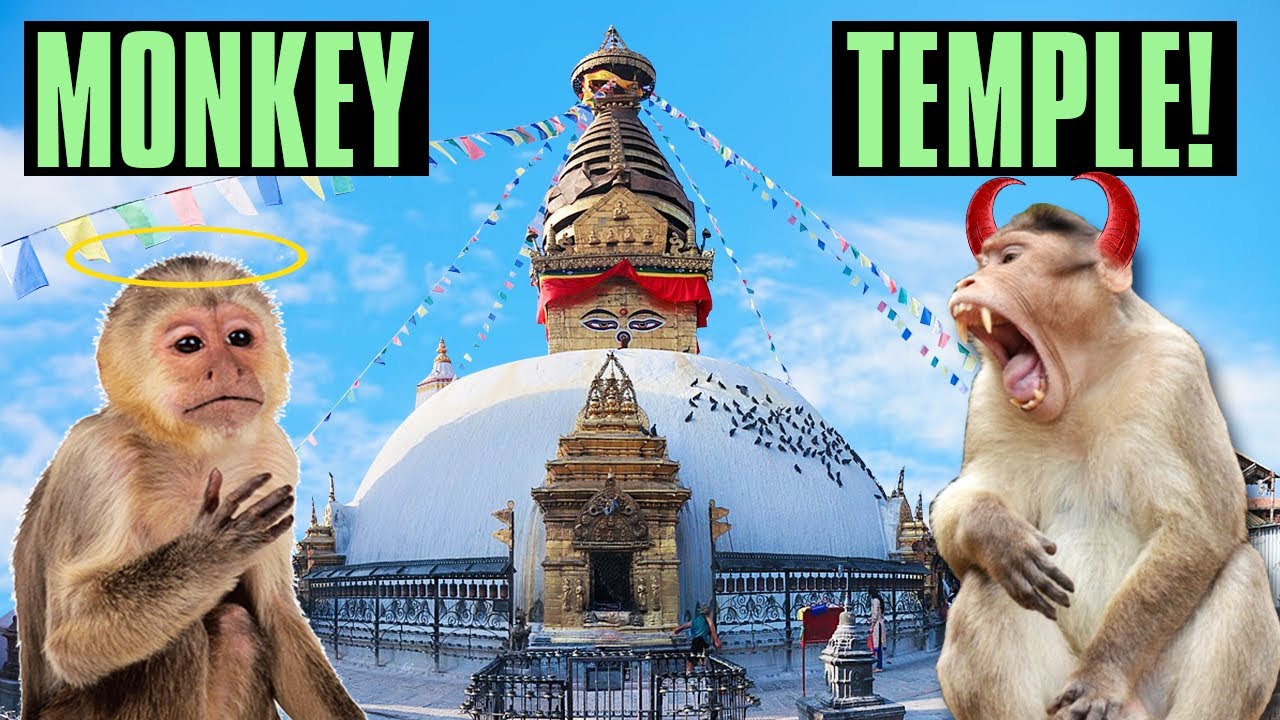 Holy (terror??) Monkeys!! Swayambhunath Kathmandu Nepal | Monkey Temple ...